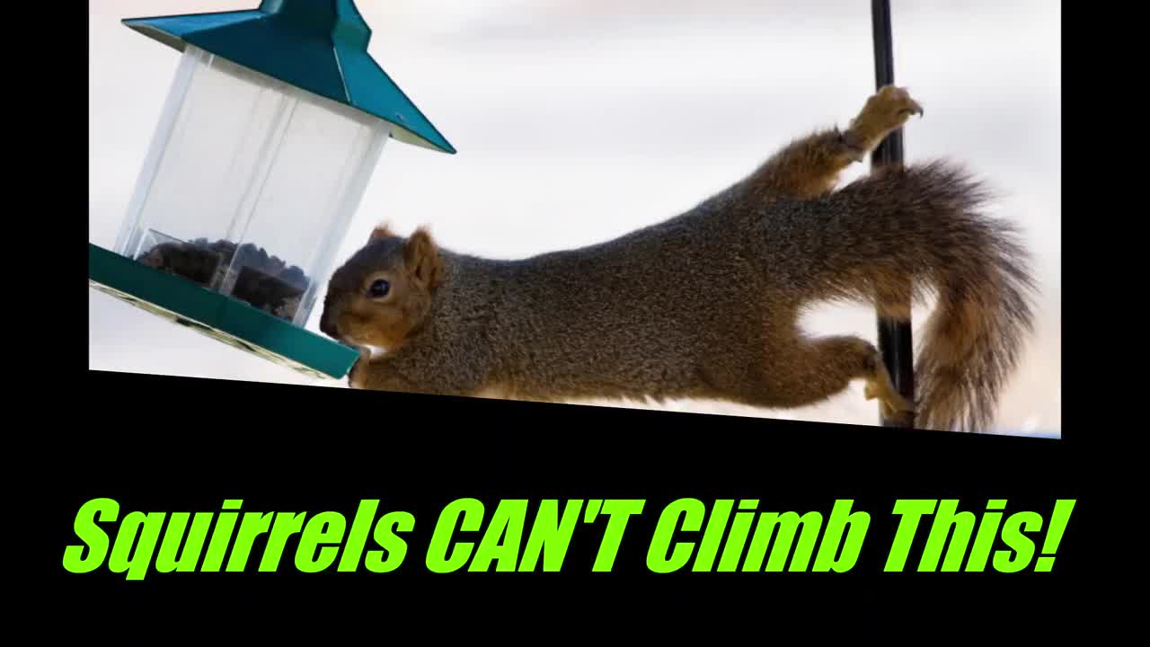 Squirrel Meme Bird Feeder