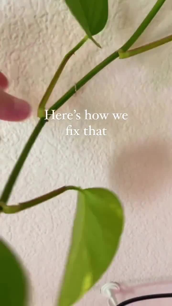 15 Count Hooked Push Pins for Vining Plants| Hook Pins for Vine House ...