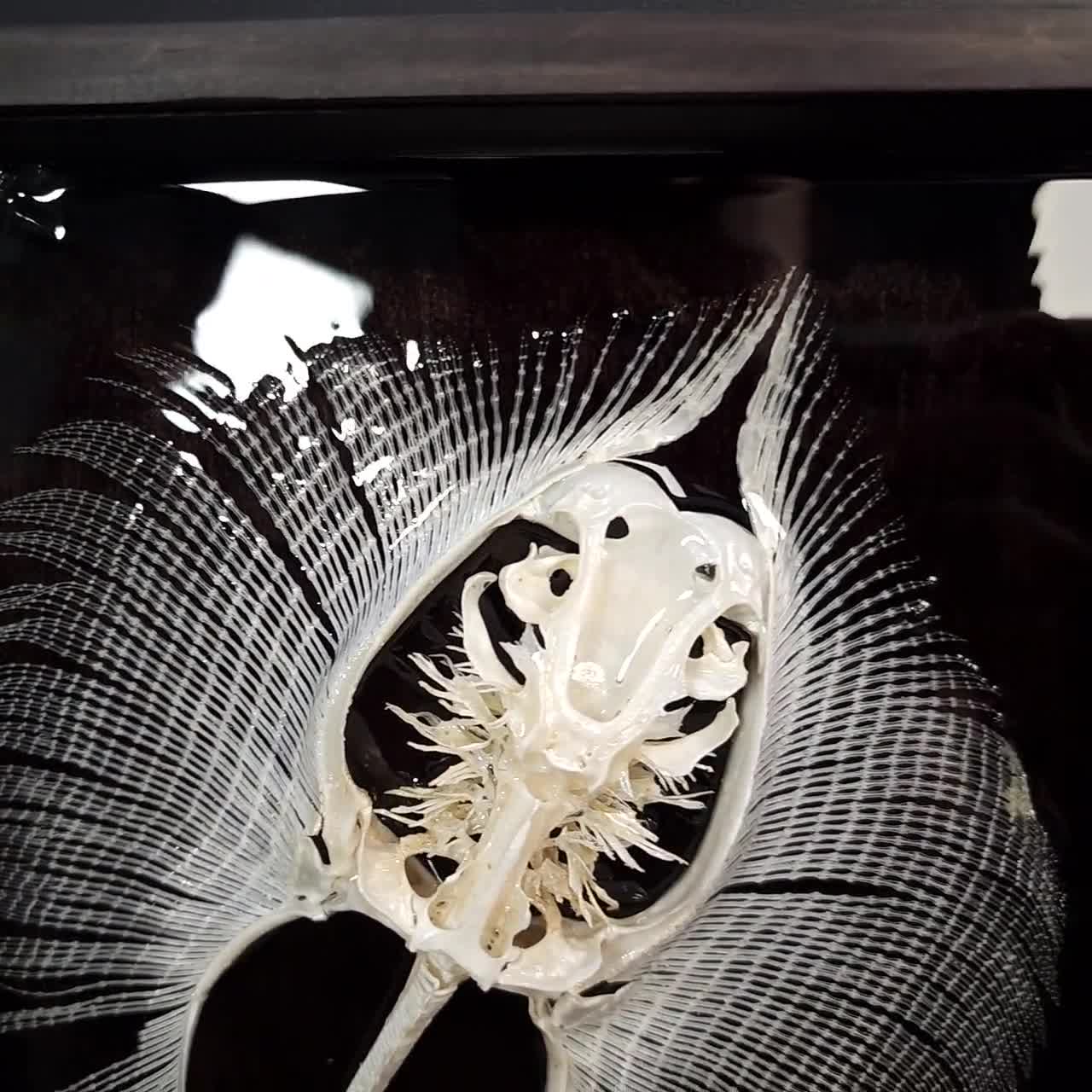 Stingray Skeleton