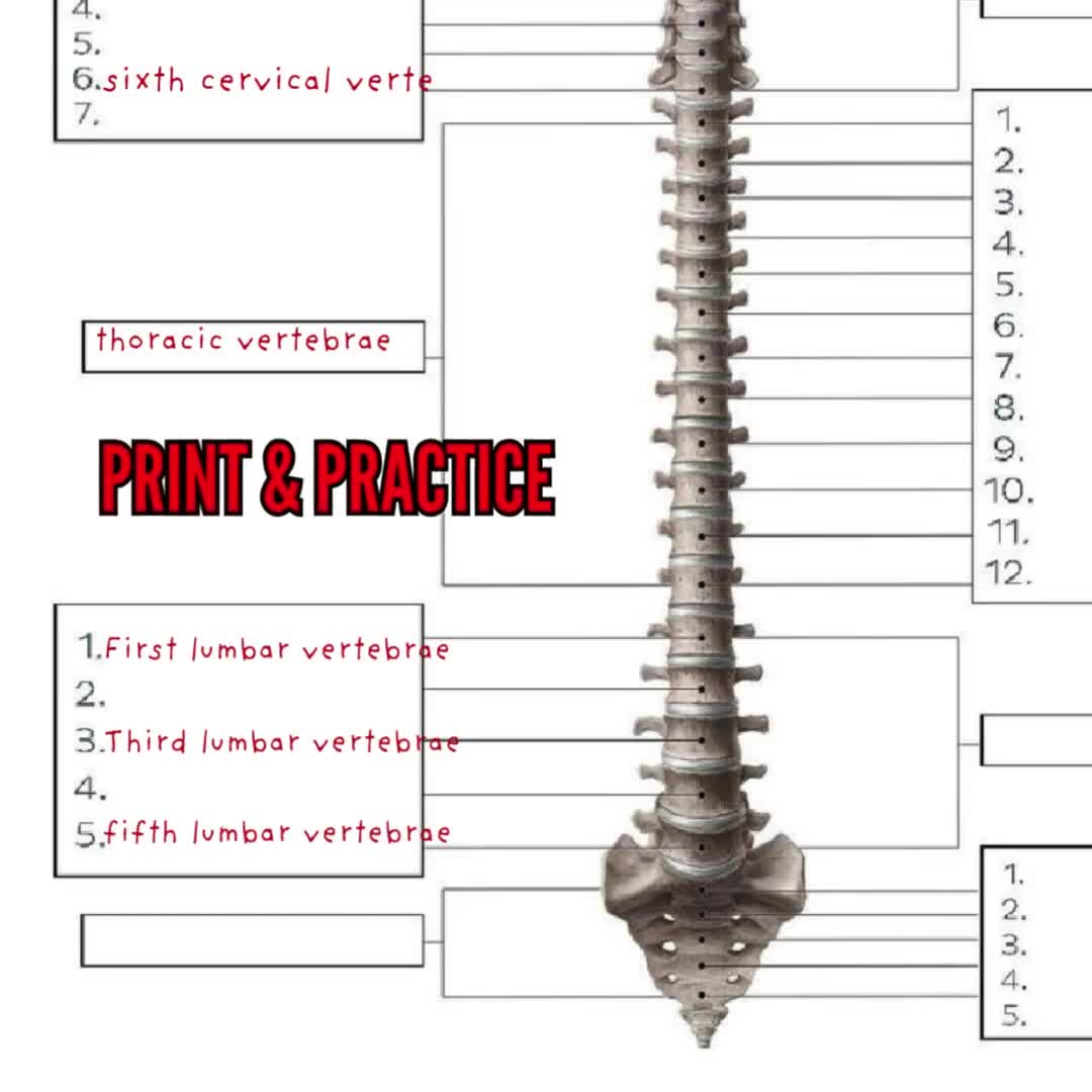 Vertebral Column Anatomy Worksheet 7.2 The Vertebral Column Is A