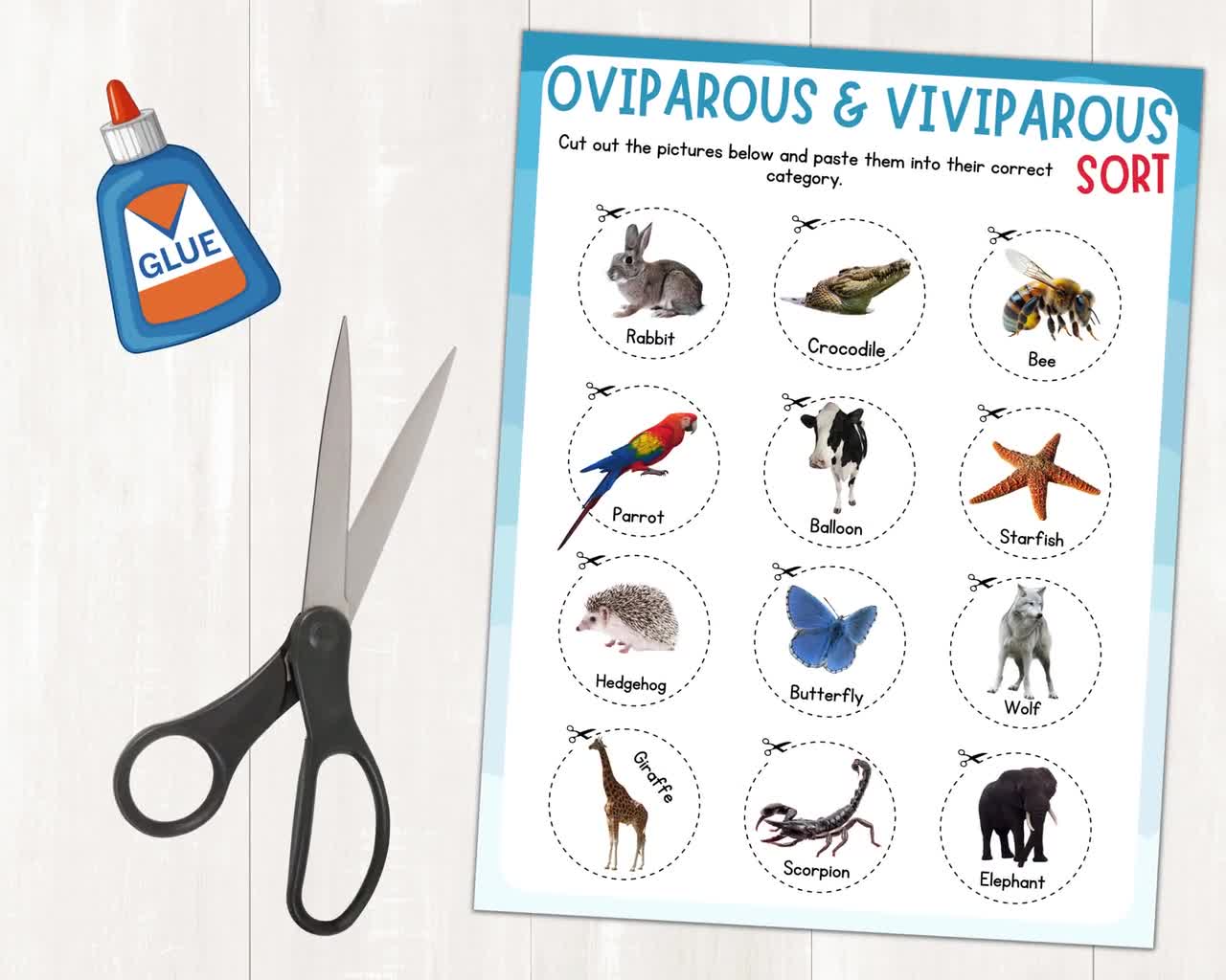 Viviparous And Oviparous Animals Reproduction In Animals