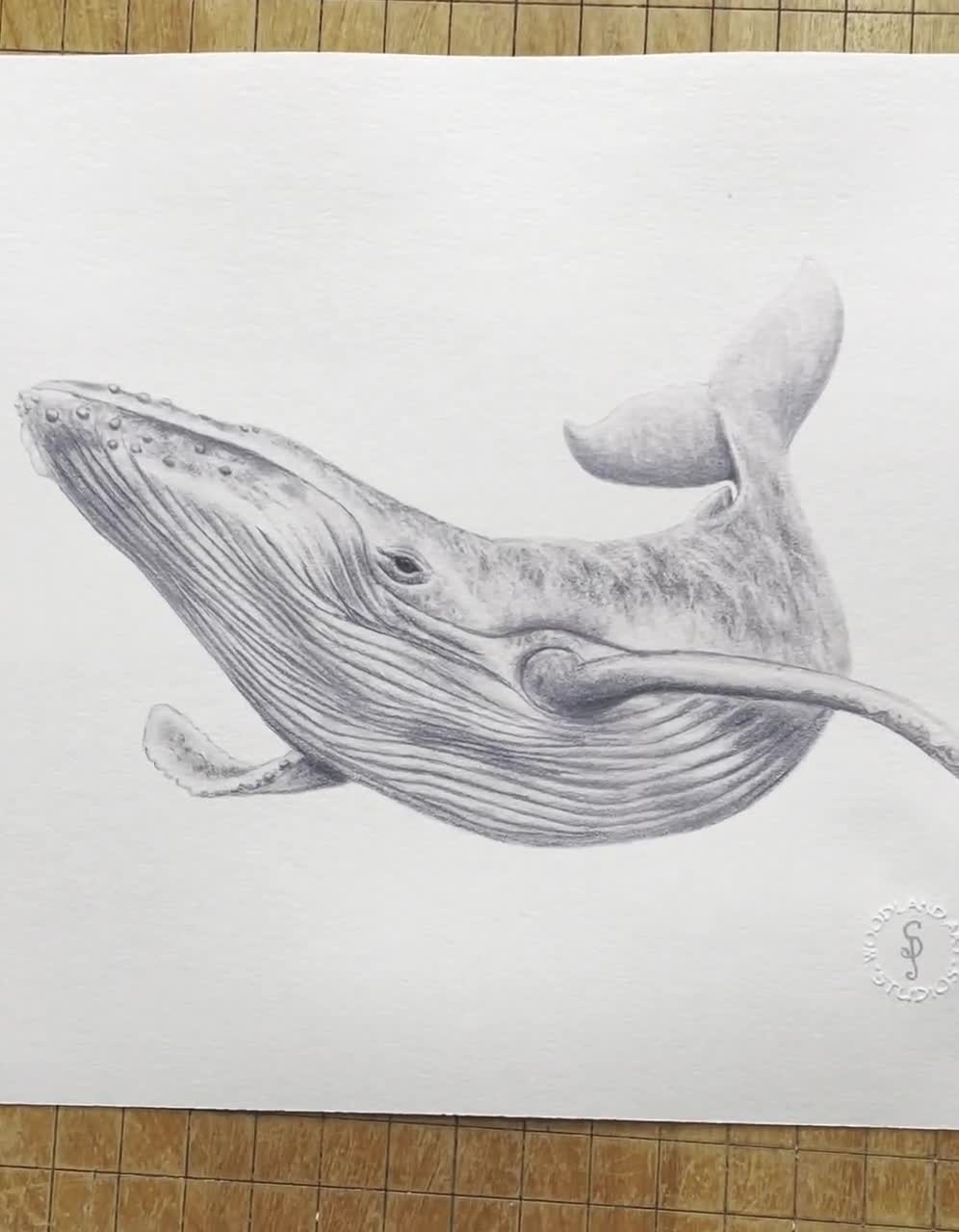Whale Drawing Realistic Pencil
