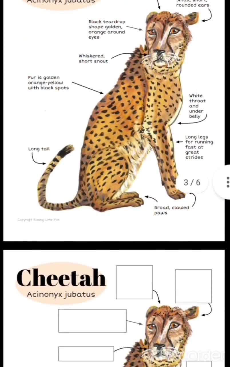 Anatomy Of A Cheetah What Makes A Cheetah So Fast? | Thomson Safaris