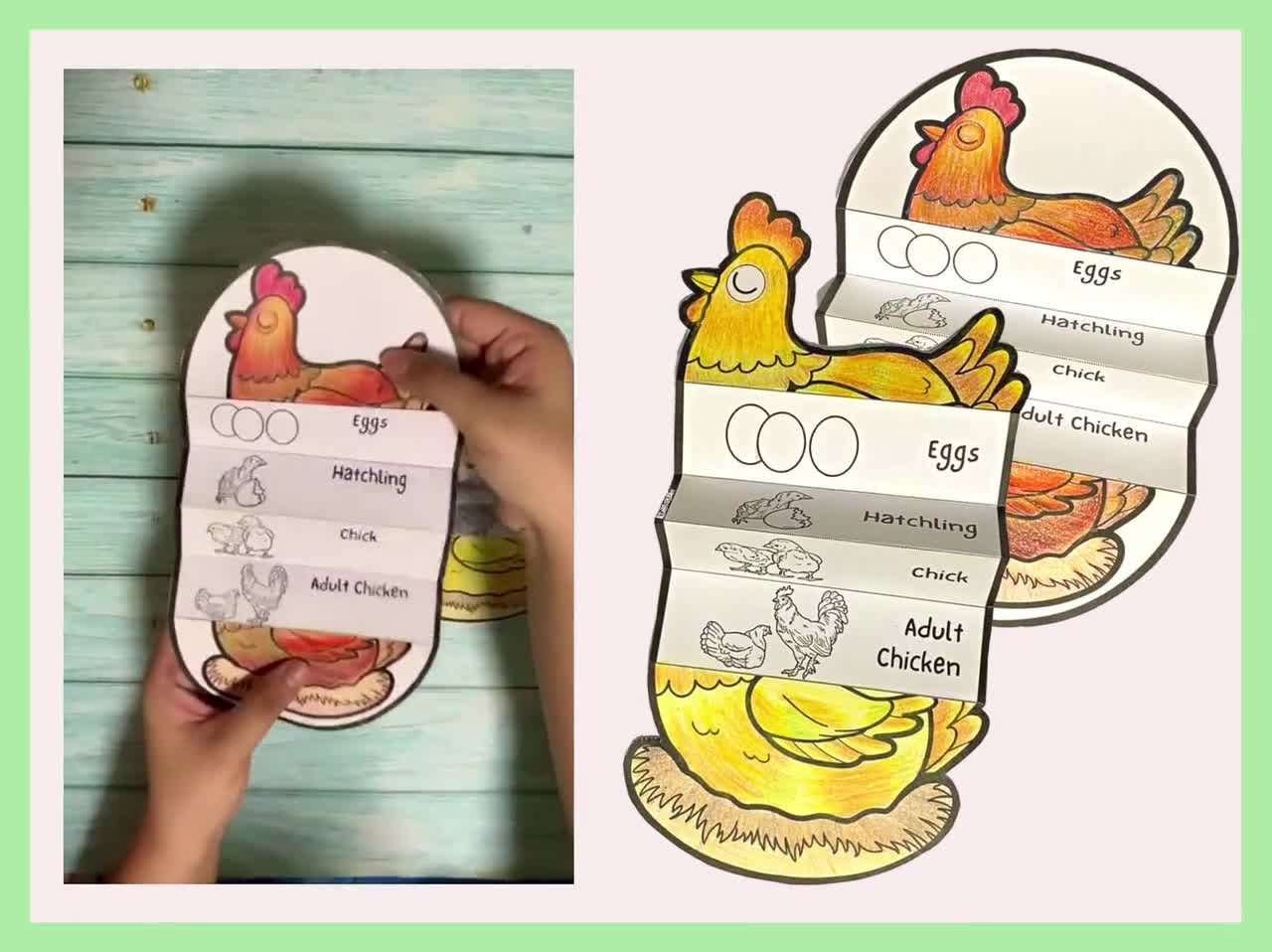 Ciclo De Vida Del Pollo Para Niños