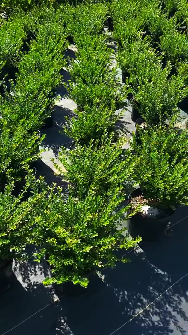 Compacta Holly Ilex Crenata 'Soft Touch' Compact Japanese Holly