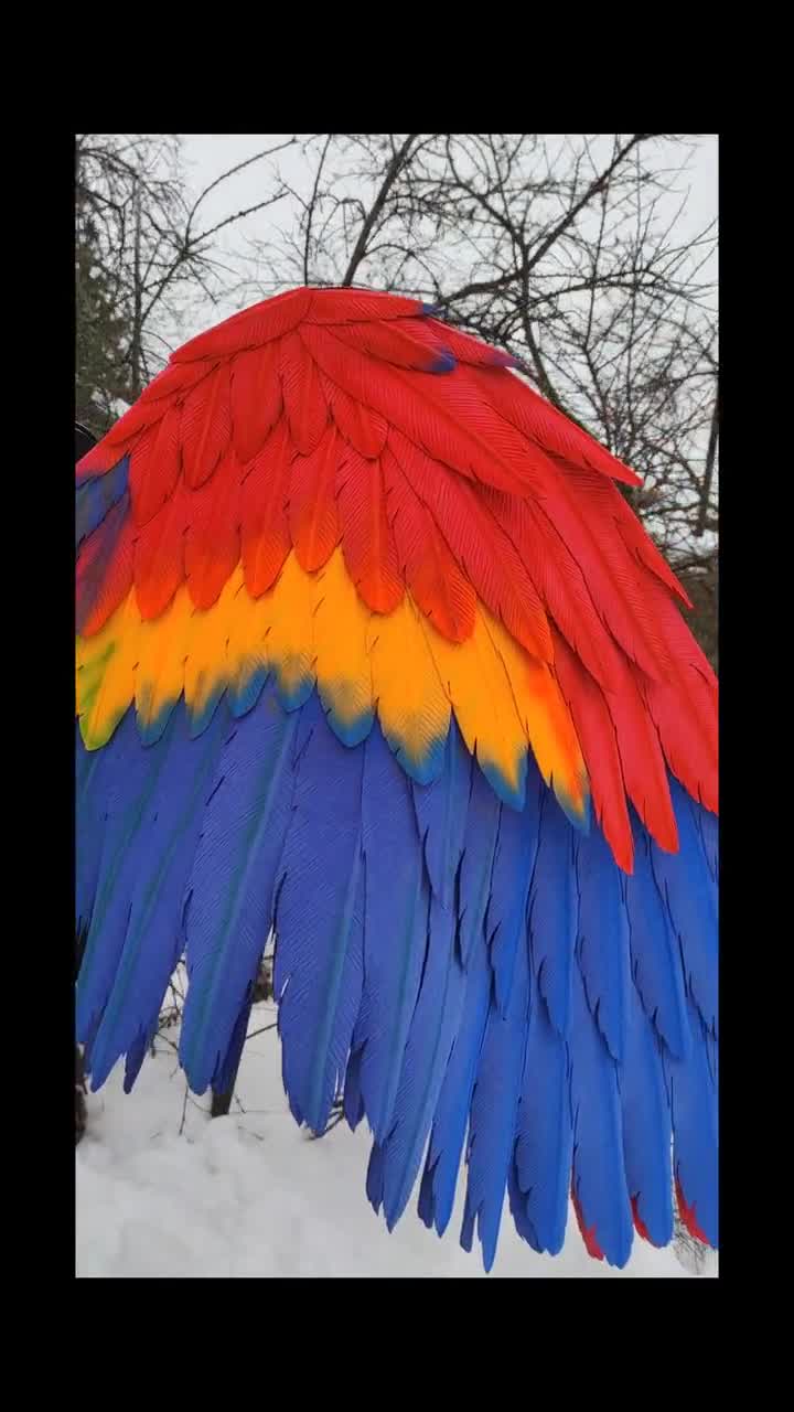 Scarlet Macaw Wings