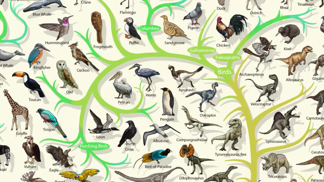 Animal Phylogeny Poster