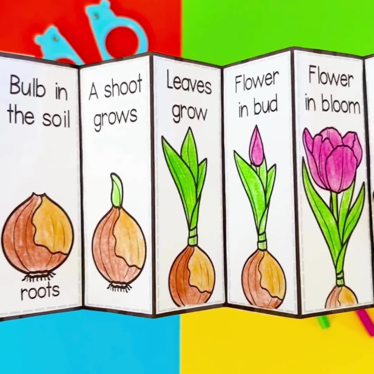 Life Cycle Of Tulip Plant Stages Of Growth From Bulb To Adult