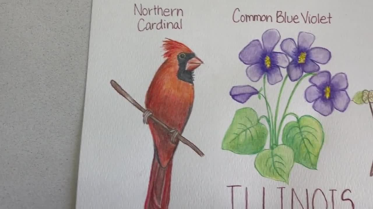 USA Made Greeting Cards Illinois State Bird & Flower Postcards - Set Of ...