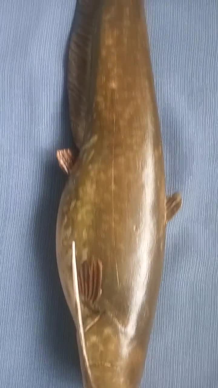 Eclipse Catfish Full Grown PlanetCatfish.com Synodontis Ocellifer