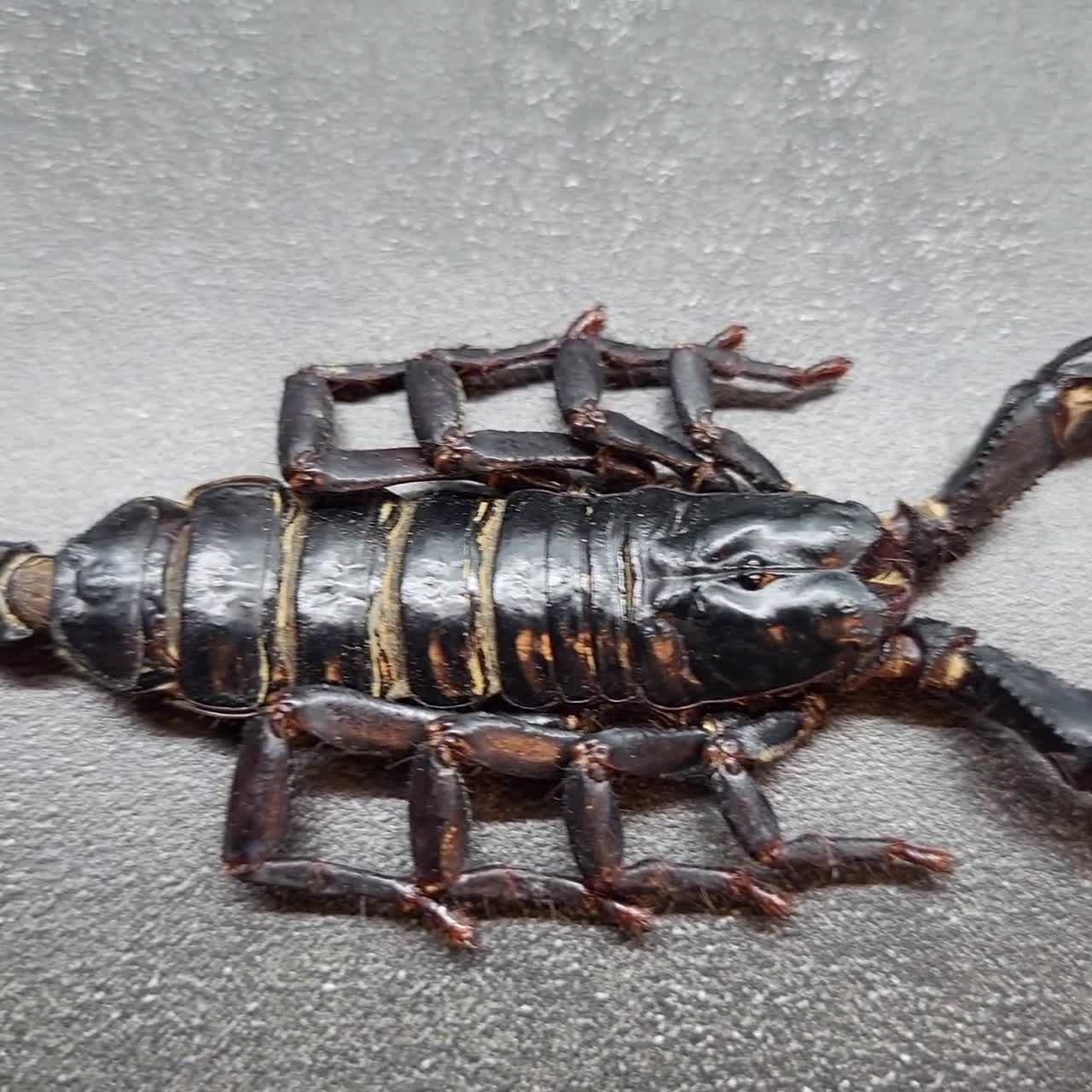 Black Desert Scorpion Kent: Dockyard Searching For Chief Scorpion