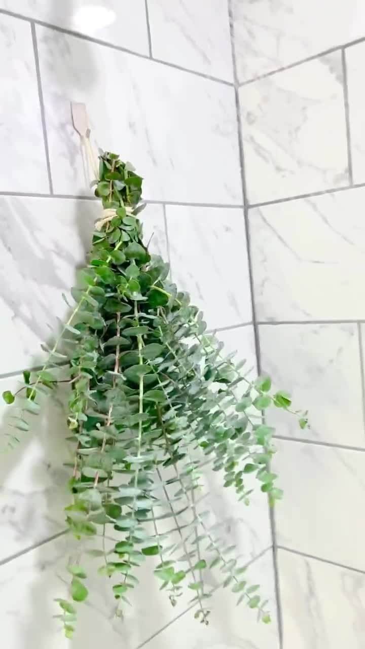 Eucalyptus shower plant store
