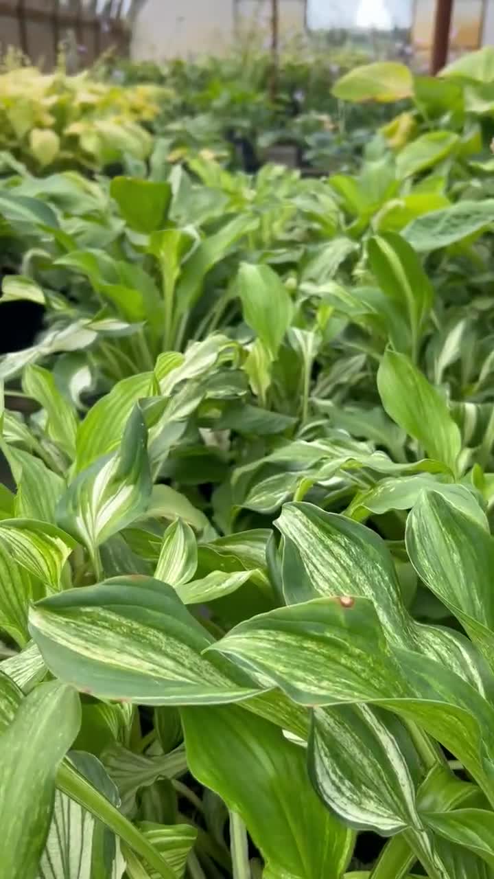 Plantas Hosta Abigarradas