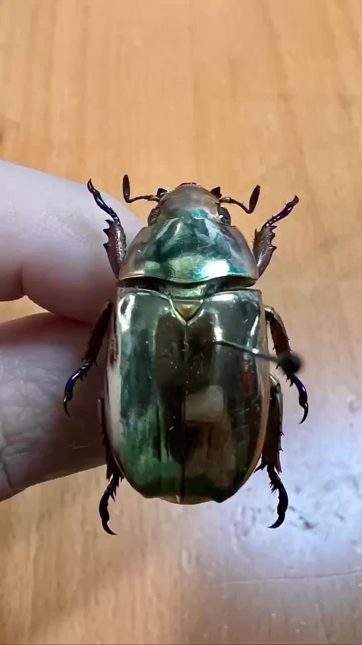 Resplendent Click Beetle