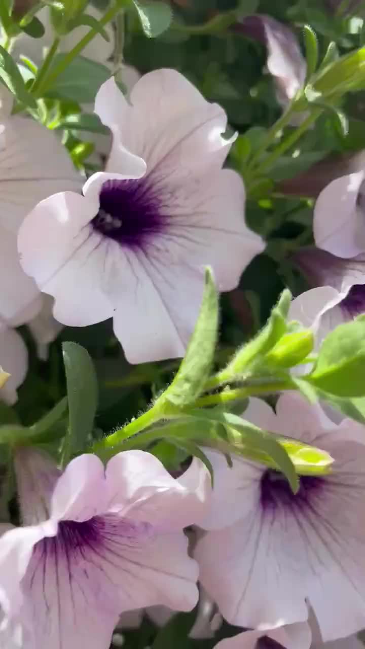 Petunia X Hybrida Leaves
