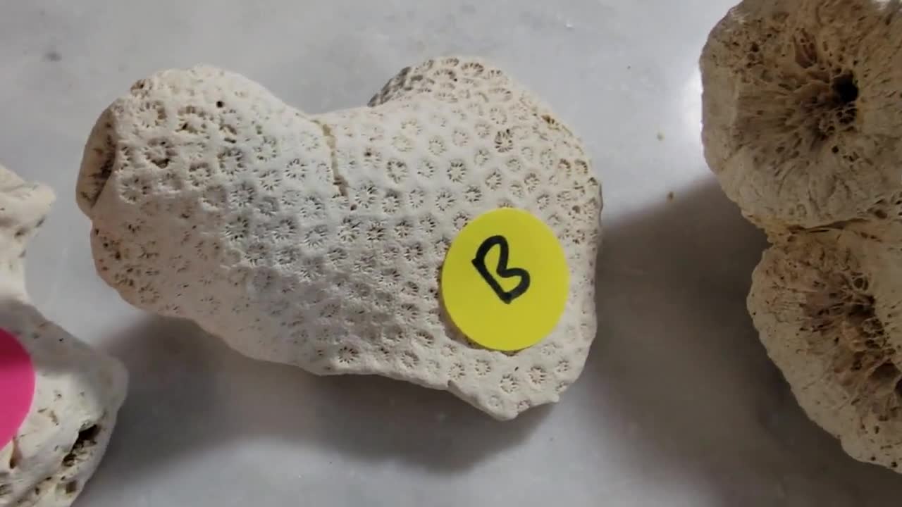 Yorktown Formation Fossils