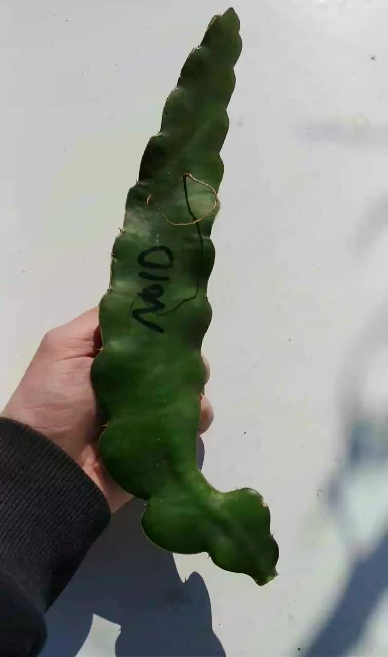 Rode Drakenfruitplant Smakelijk Rode Drakenfruitplant Voor Een Unieke