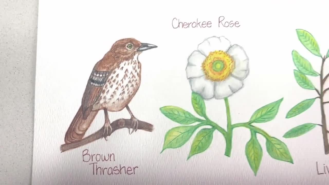 Georgia State Bird And Flower And Tree