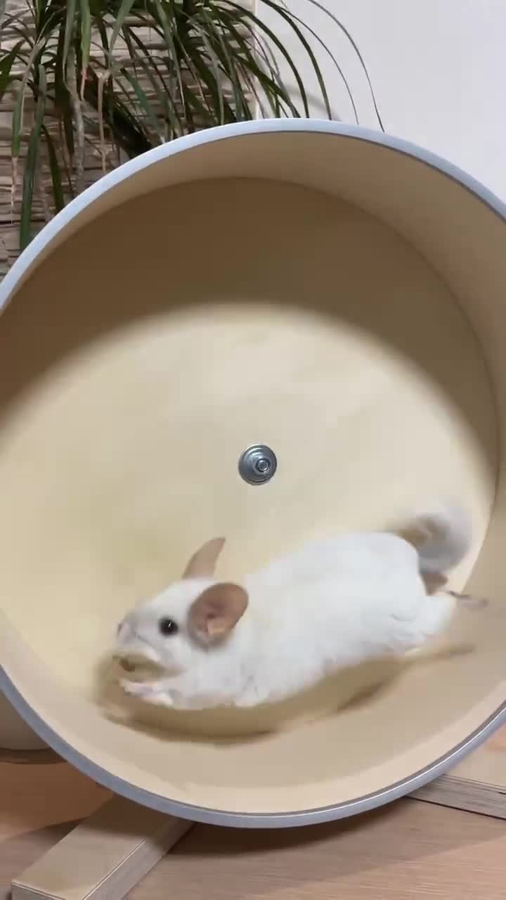 Sizzlin' Cool Animal Wheels (Colors and Styles May Vary) ミニカー ミニチュア 模型 ...