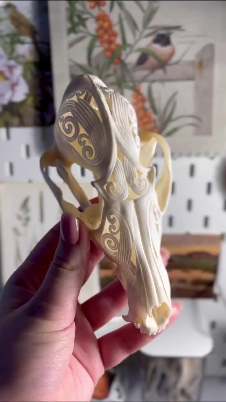 Rode Vos Schedel Voorkant