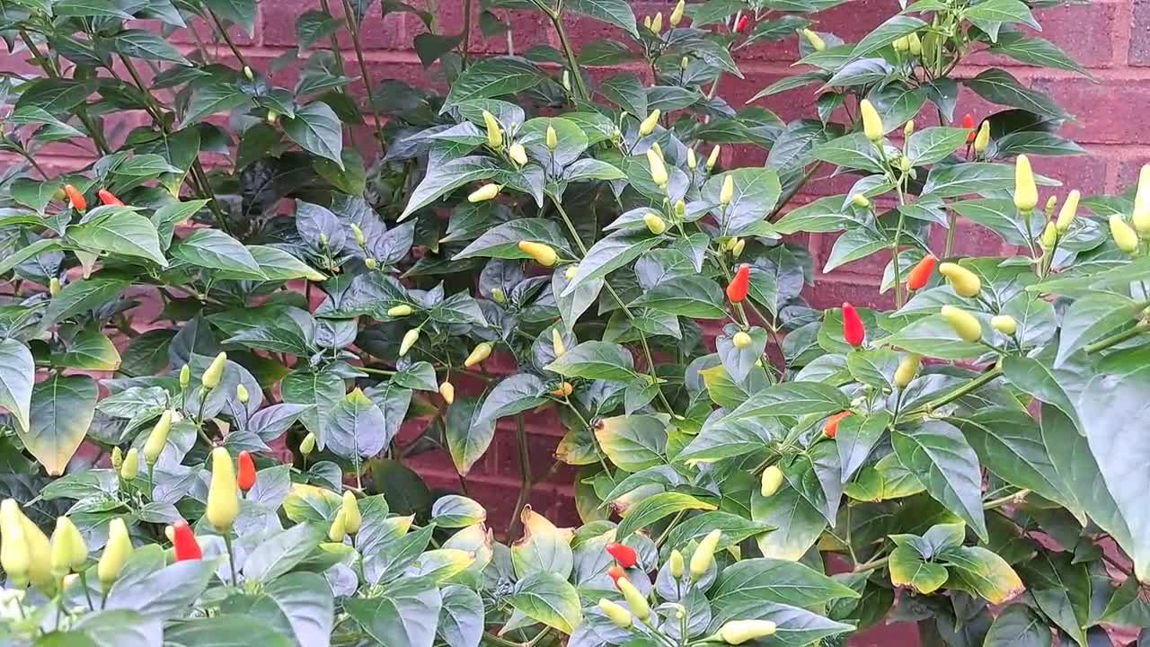 Growing Hawaiian Chili Pepper Plant Capsicum Frutescens Hot Chili
