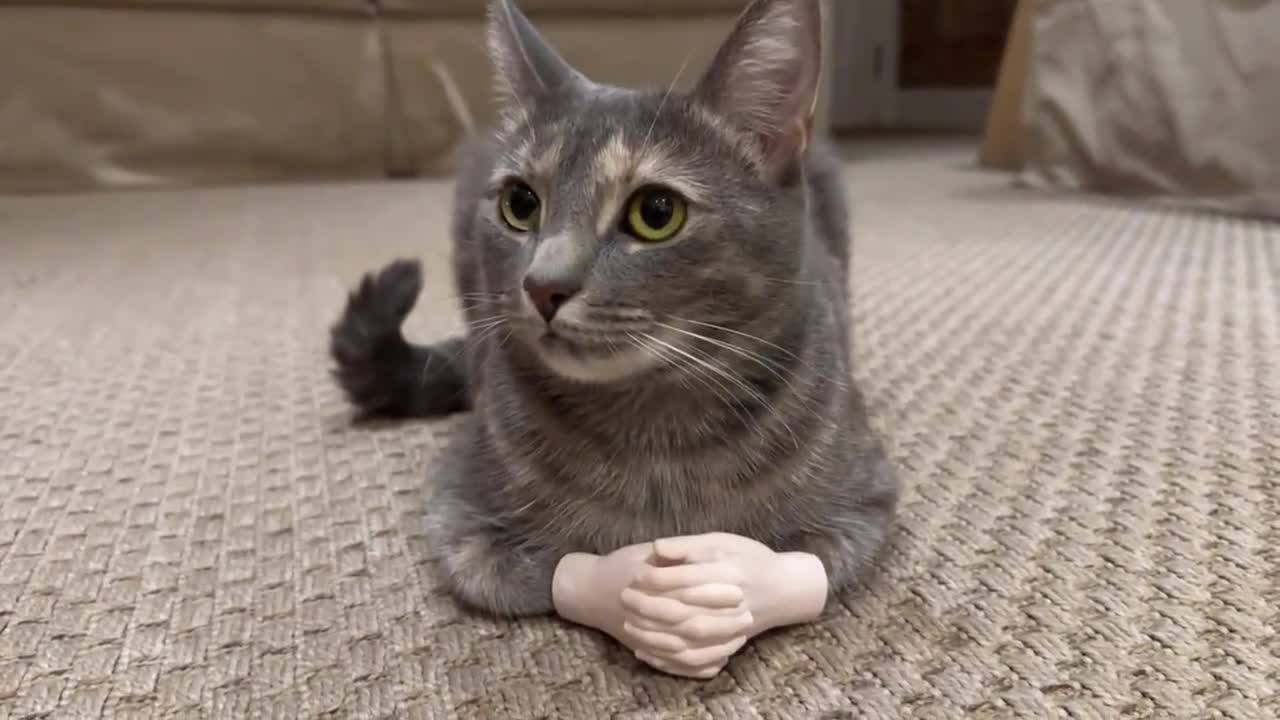 Cat Hand Up