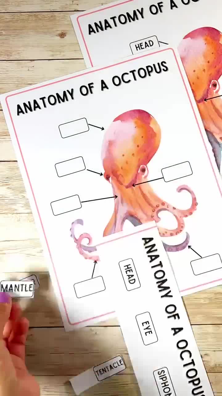 Octopus Diagram For Kids