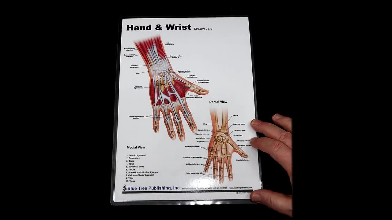 Hand And Wrist Anatomical Chart Anatomy Models And Anatomical Charts