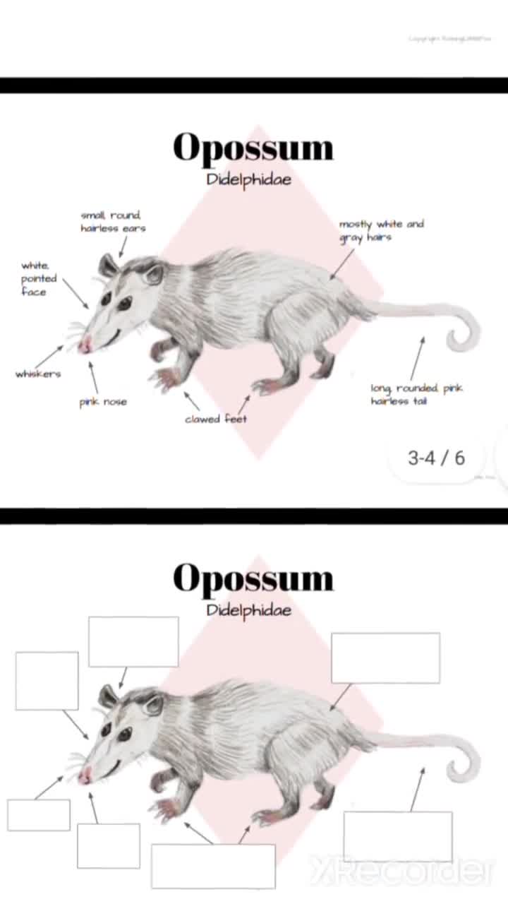 Opossum Anatomy Possum Vs Rat: Identifying Key Differences And