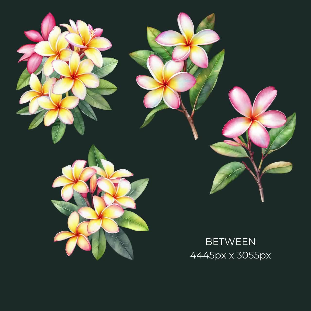 Plumeria Clip Art Clipart