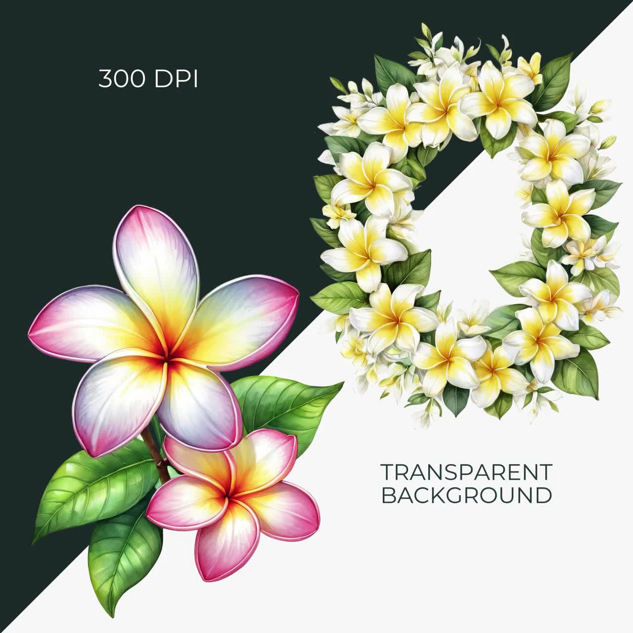 Plumeria Graphics