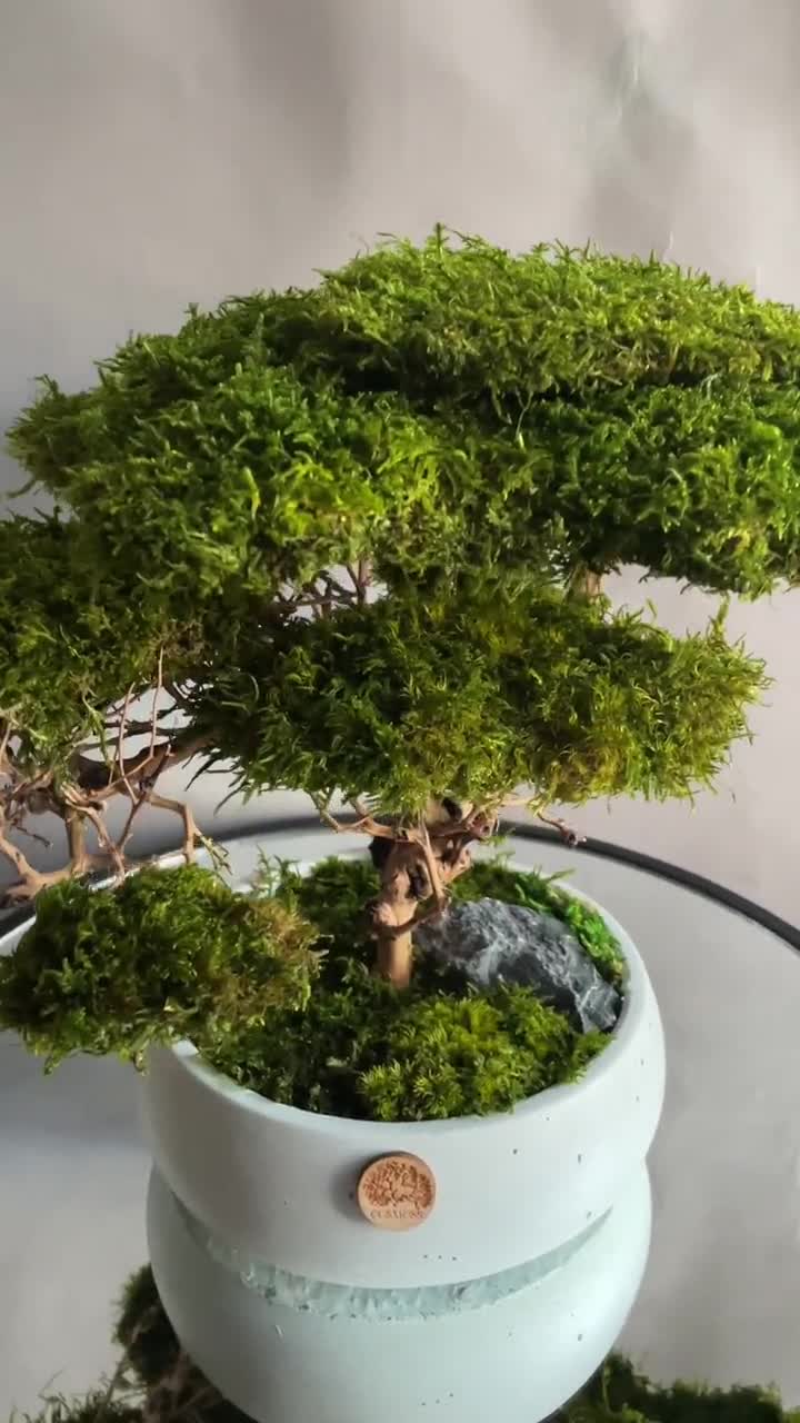 Acacia Bonsai Styles
