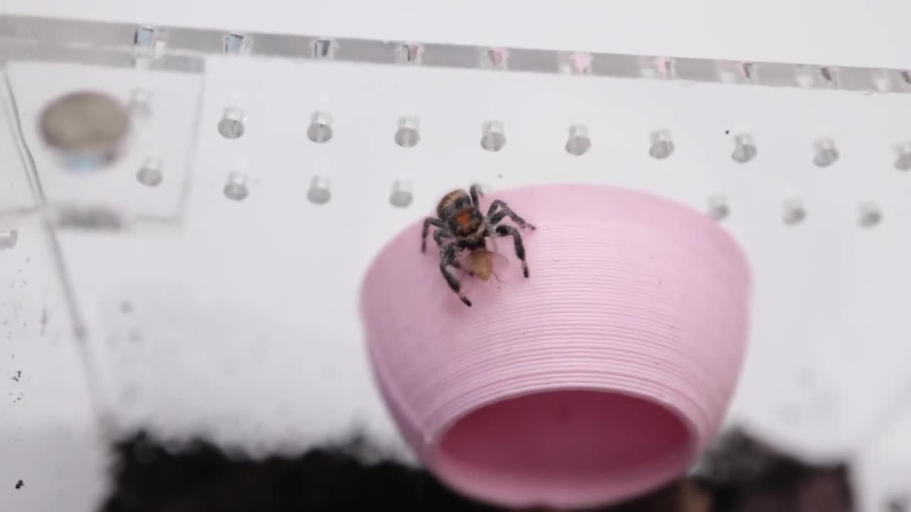 Terrarium Hide For Jumping Spiders Handmade Jumping Spider Hide ...