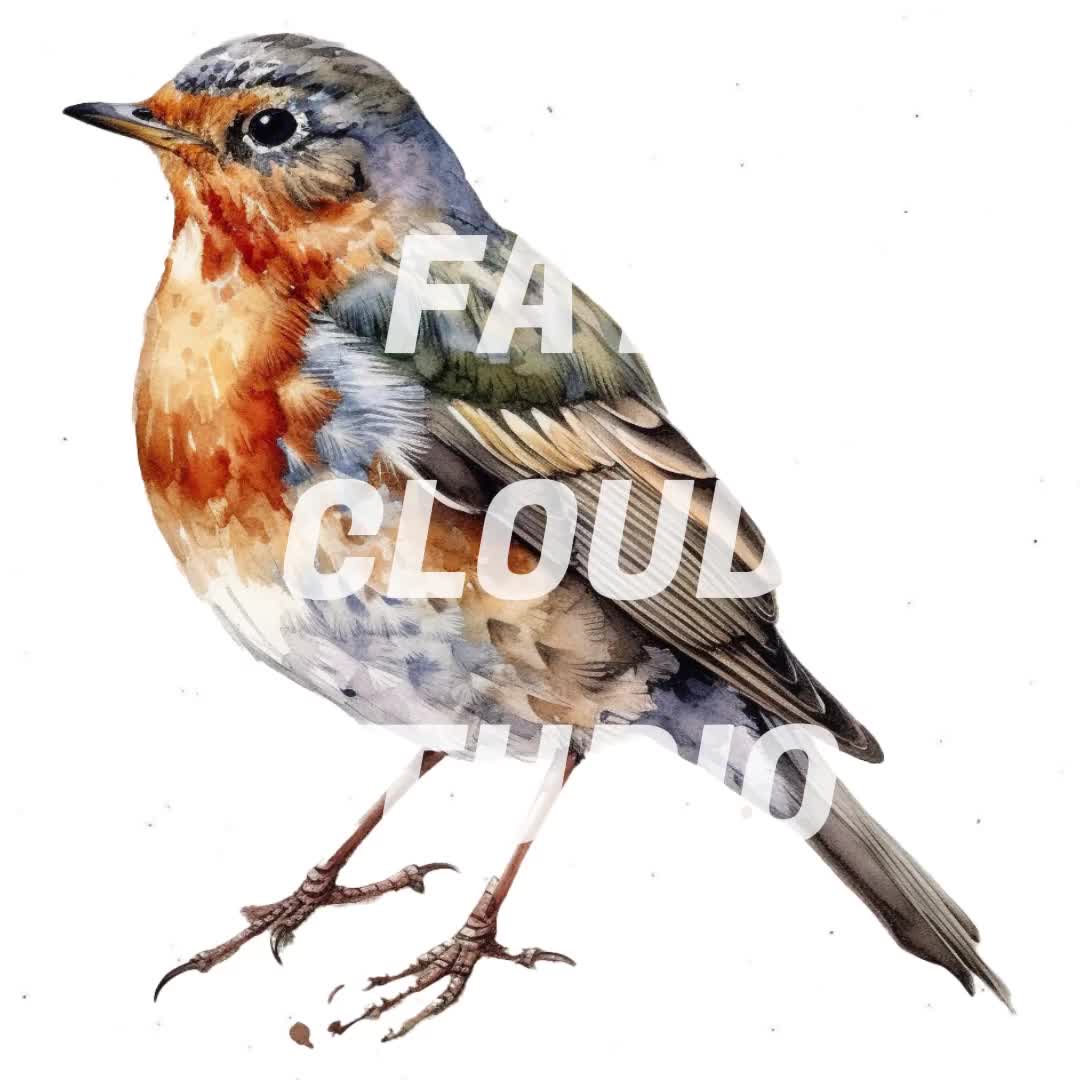 Spring Robin Clipart