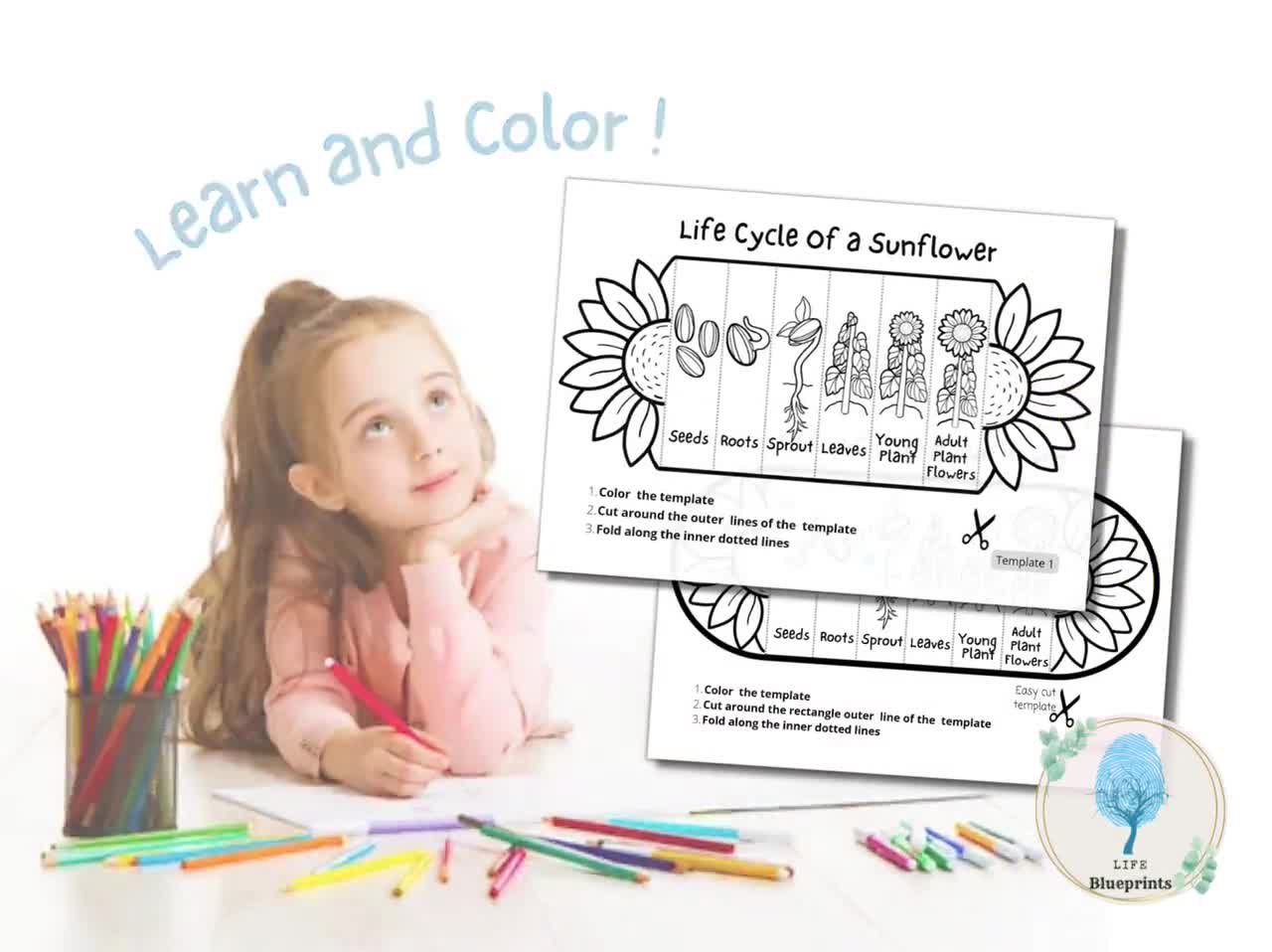 Sunflower Life Cycle Coloring Sunflower Life Cycle Bracelet B