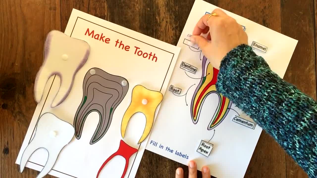 Label The Parts Of A Tooth Homeschool Science