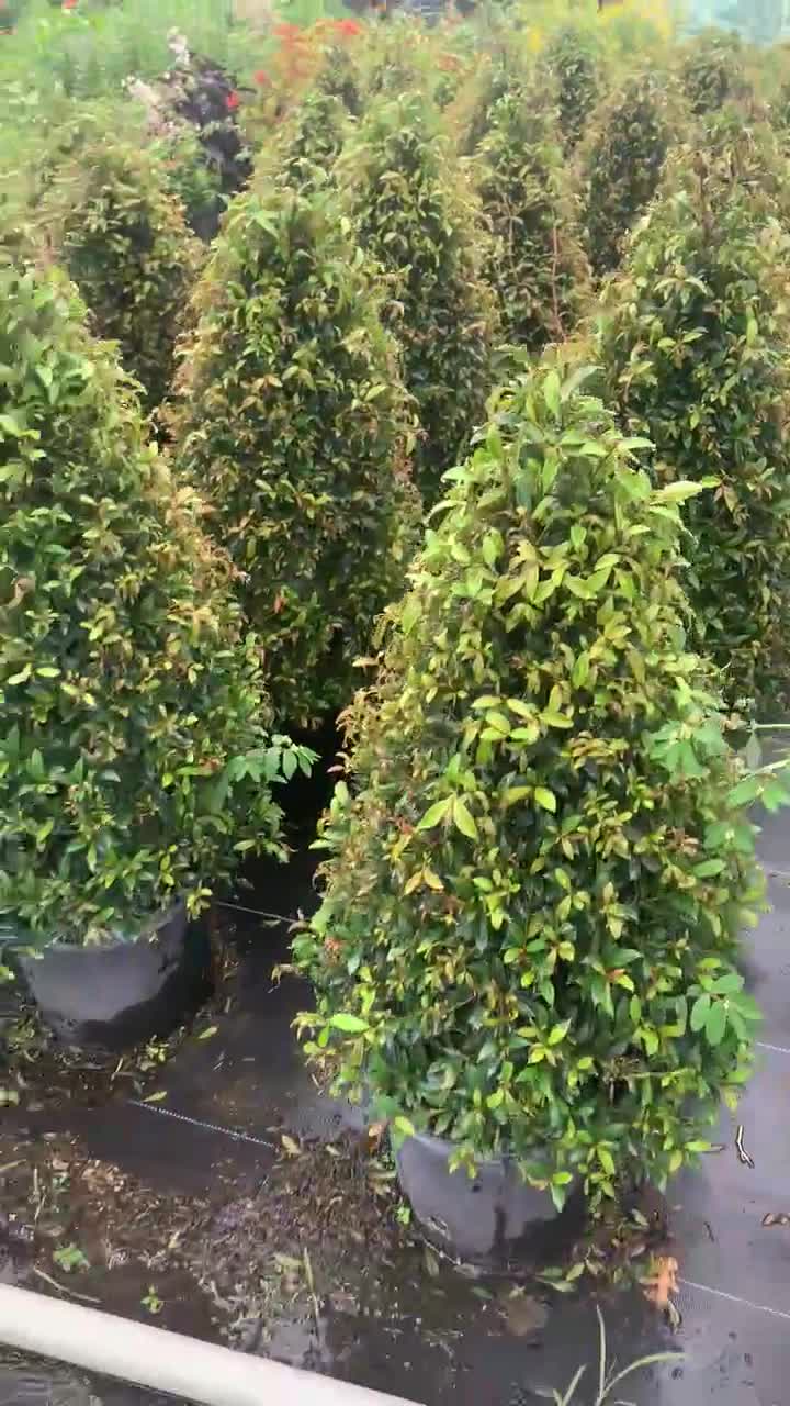 Eugenia Myrtifolia Hedge