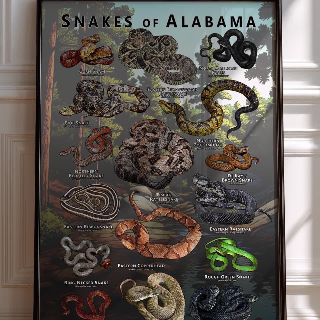 Alabama Love Snakes
